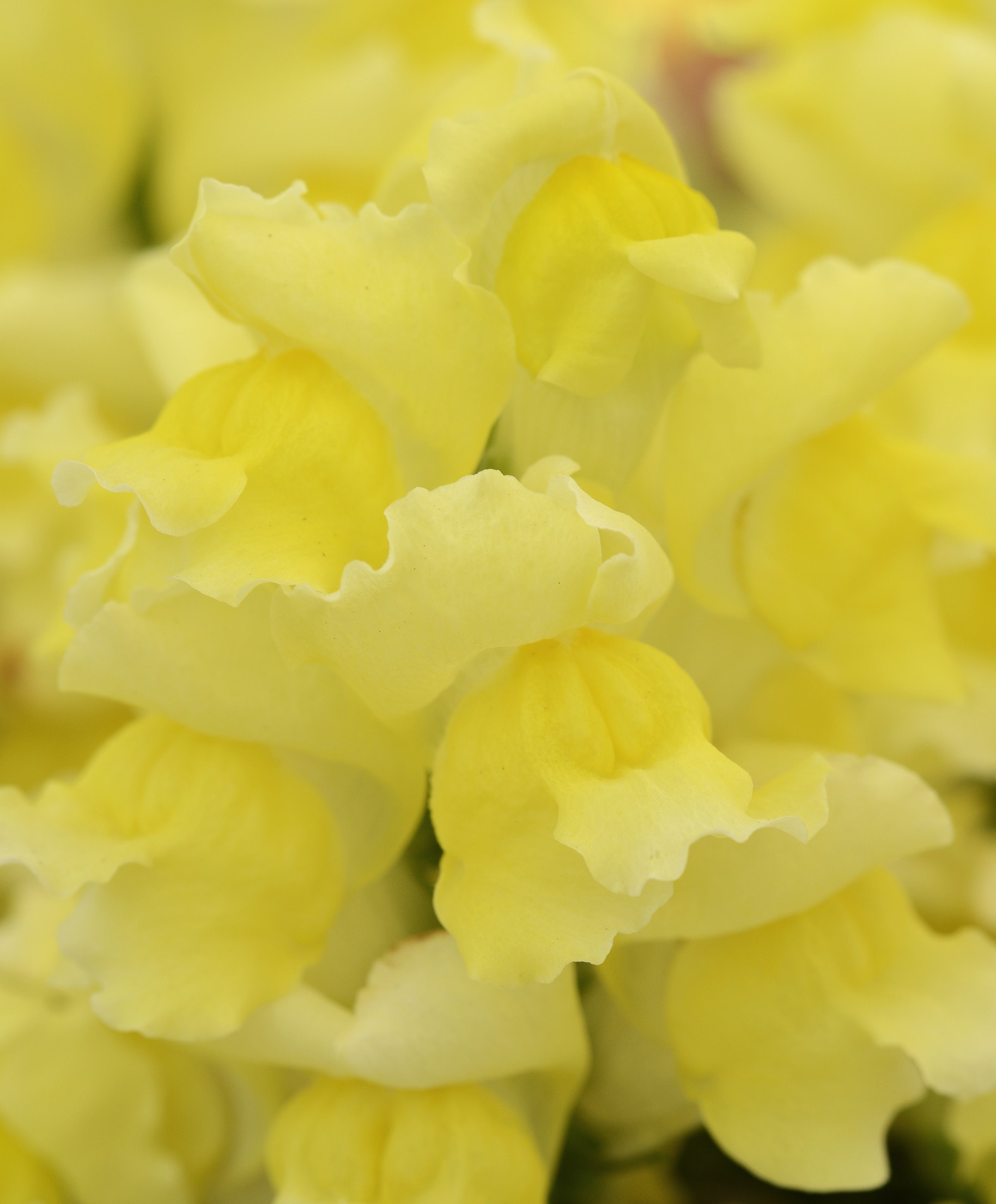 Snapdragon- Snapshot: Yellow - J.P. Bartlett's Wholesale Greenhouse