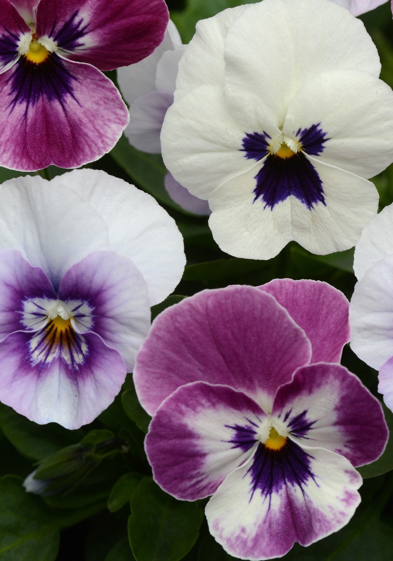 Hanger- Viola Sorbet: Raspberry Sundae - J.P. Bartlett's Wholesale ...