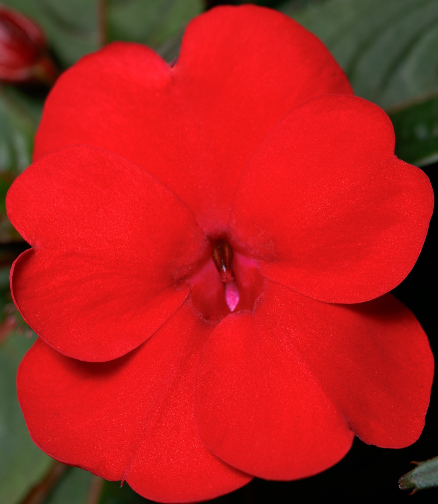 Impatiens- SunPatiens Compact: Deep Red - J.P. Bartlett's Wholesale ...