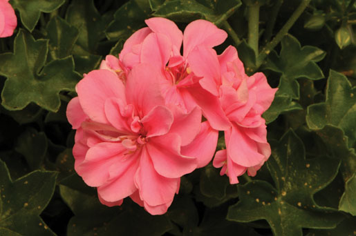 Sybil Holmes - J.P. Bartlett's Wholesale Greenhouse