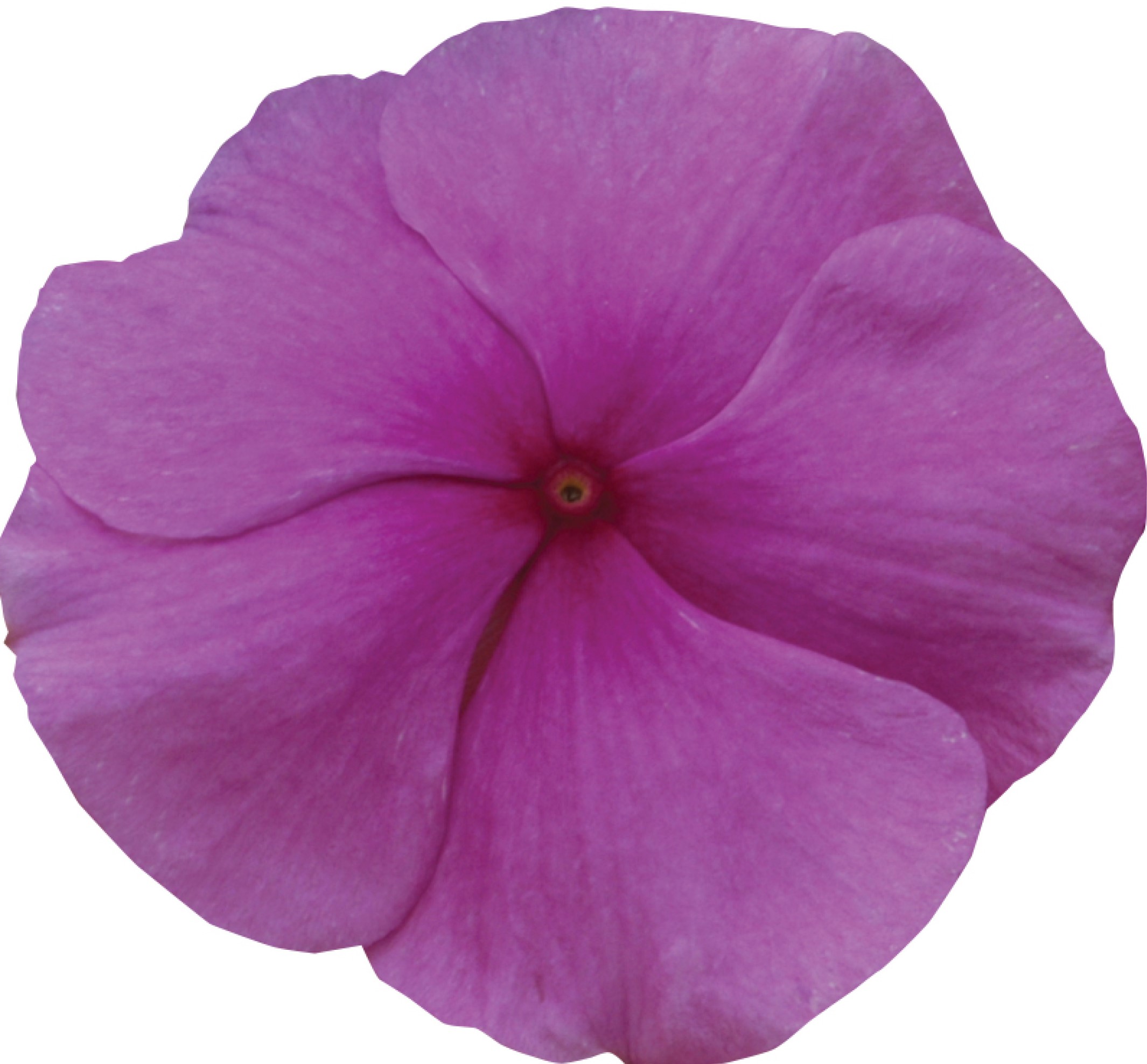 Vinca Rosea- Titan: Lilac - J.P. Bartlett's Wholesale Greenhouse