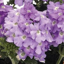 Verbena- Empress Flair: Lavender - J.P. Bartlett's Wholesale Greenhouse