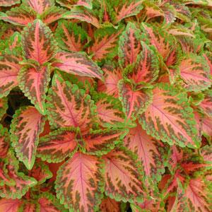 Coleus- Wizard: Coral Sunrise - J.P. Bartlett's Wholesale Greenhouse