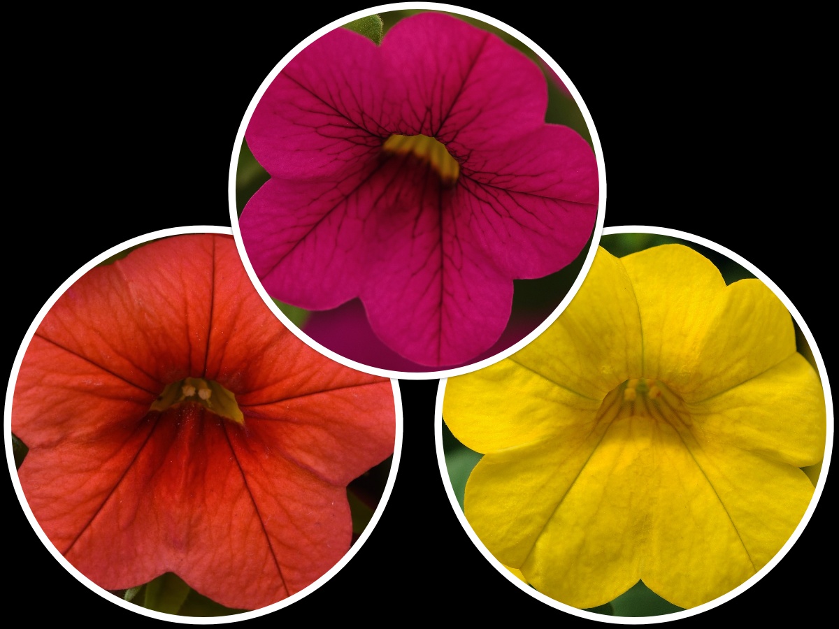 Calibrachoa- Cabaret: Yellow, Neon, Orange - J.P. Bartlett's Wholesale ...