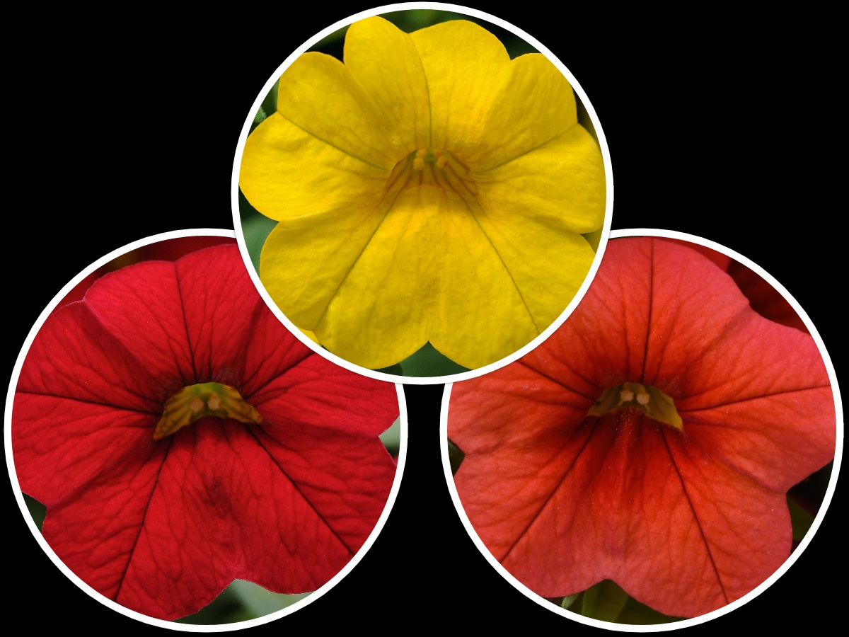 Calibrachoa- Cabaret: Yellow, Orange, Red - J.P. Bartlett's Wholesale ...